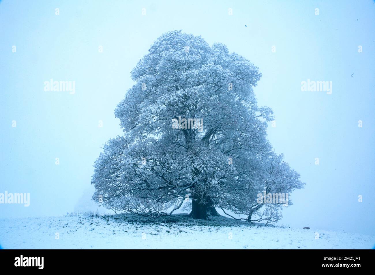 Snow clad and frosted trees, Hoar frost Stock Photo - Alamy