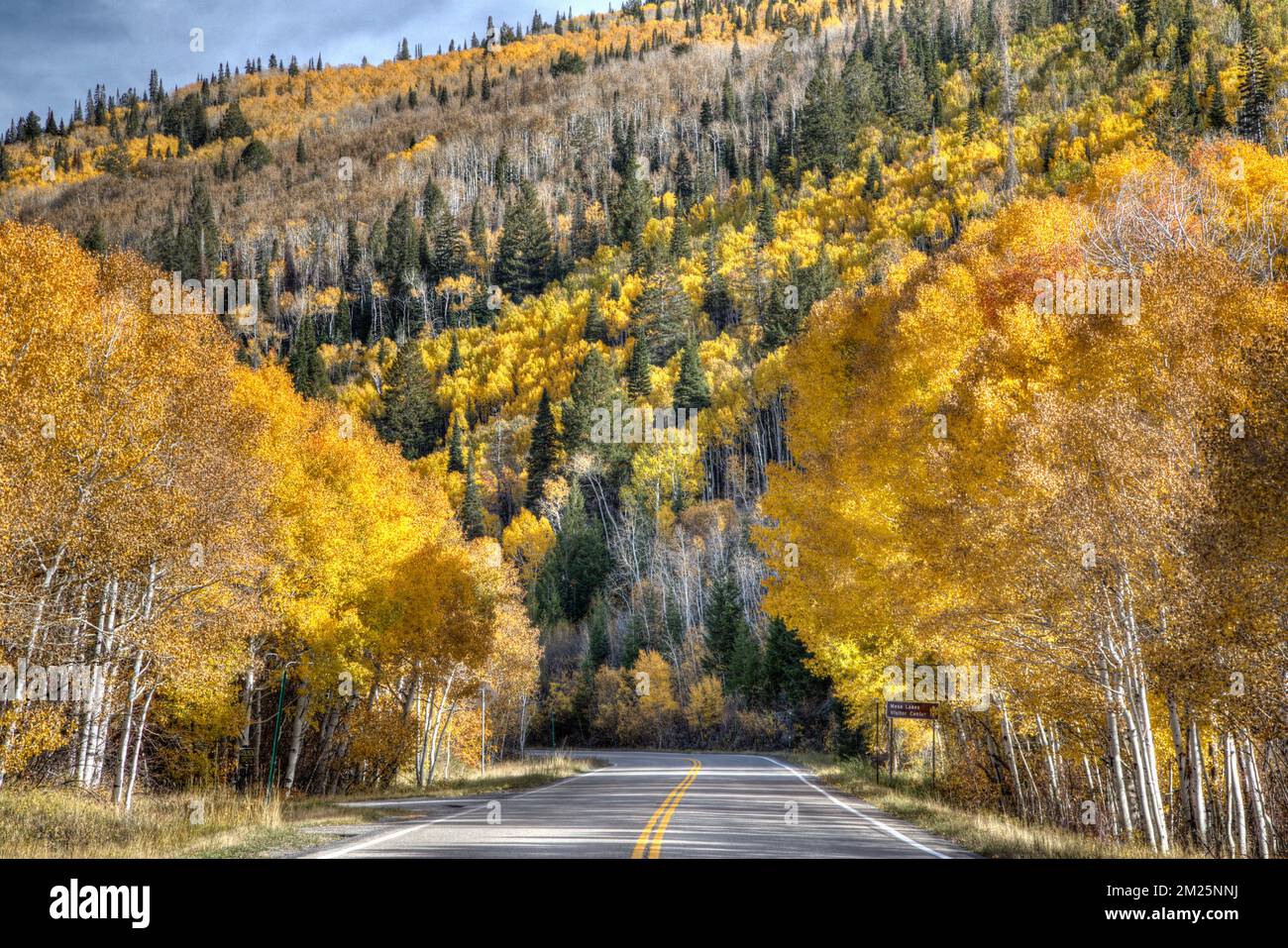 Colorado's State Highway 65 slices through a grove of yellow leaved ...