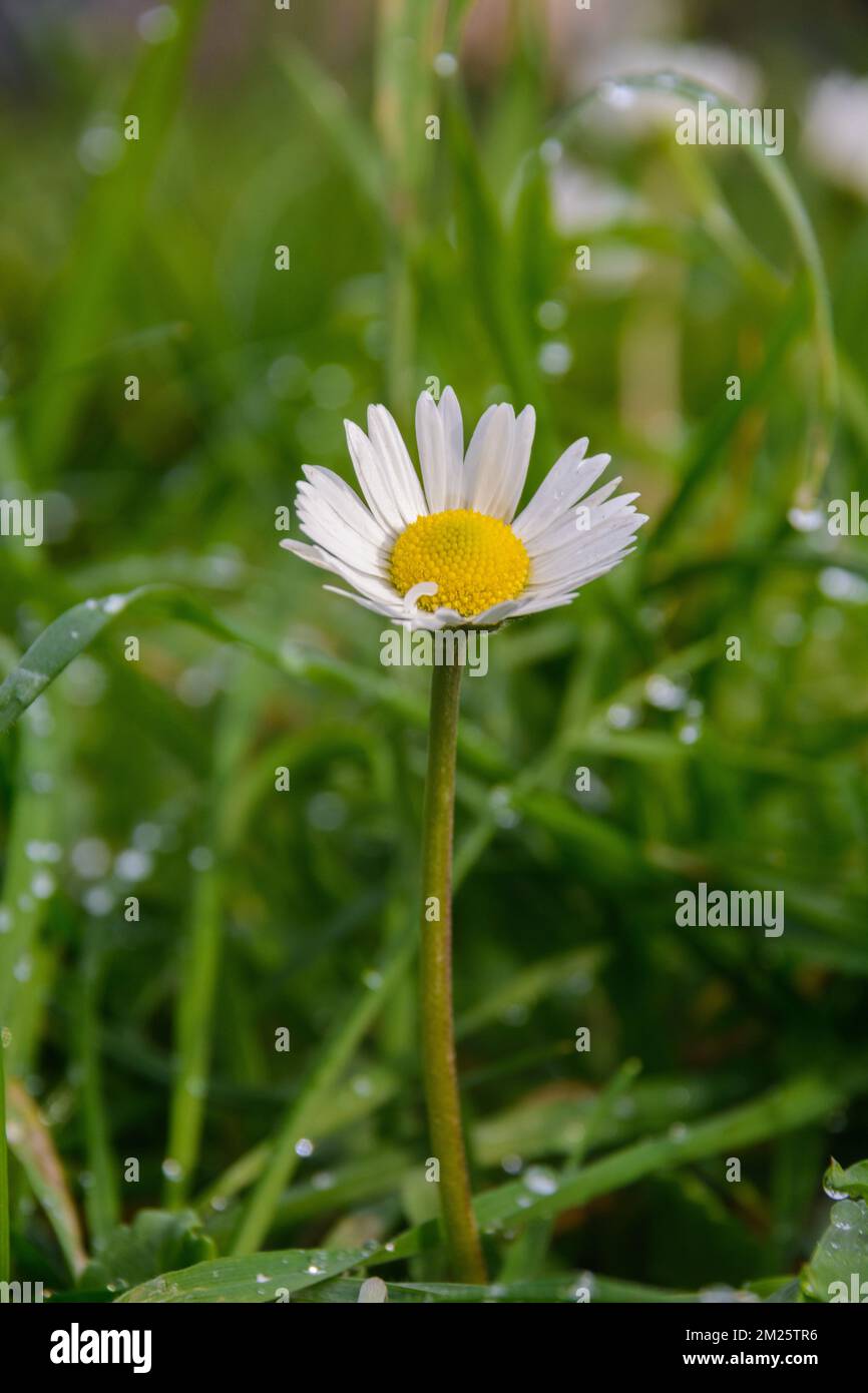 A vertical shot of Common daisy in the grass Stock Photo - Alamy