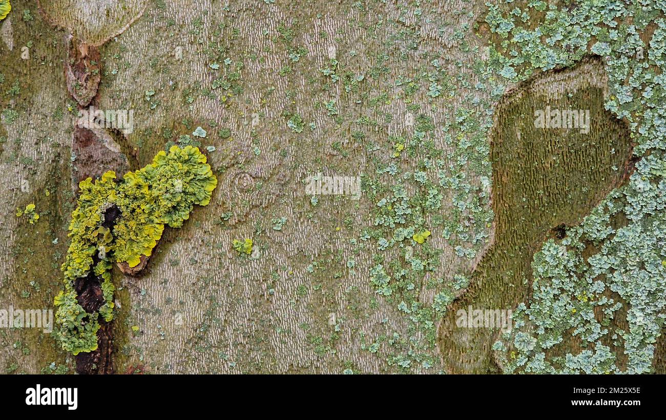 tree bark texture with green moos Stock Photo - Alamy