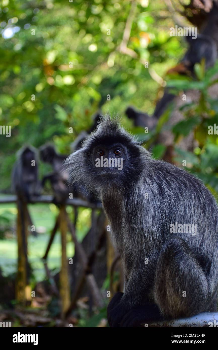 A vertical shot of a black Macaque Monkey sitting and its family on ...