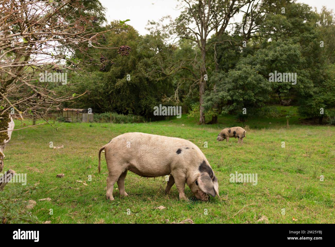 Adorable pigs eating grass in a farm with evergreen trees during ...