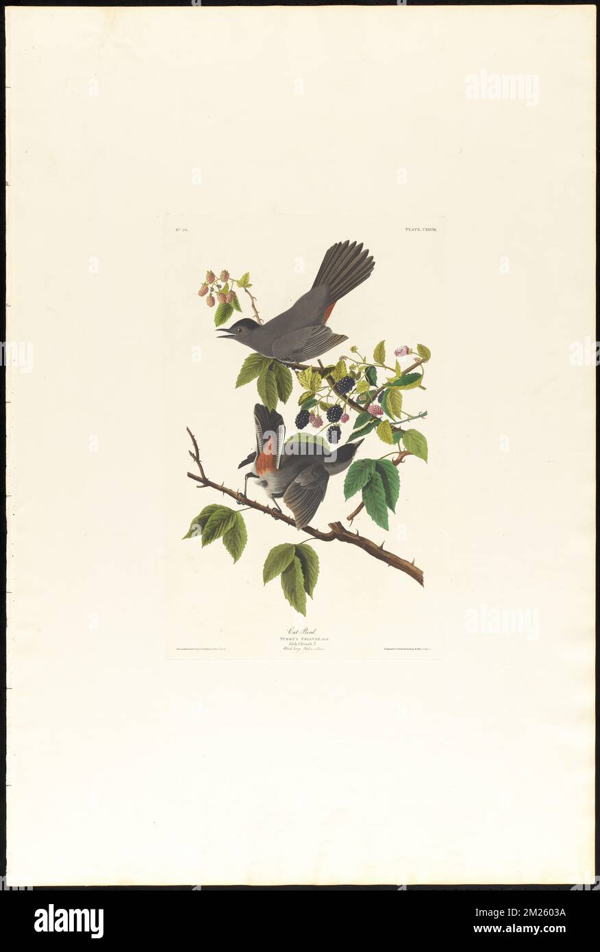 Cat bird : Turdus felivox, Vieill. Male, 1. Female, 2. Black-berry ...