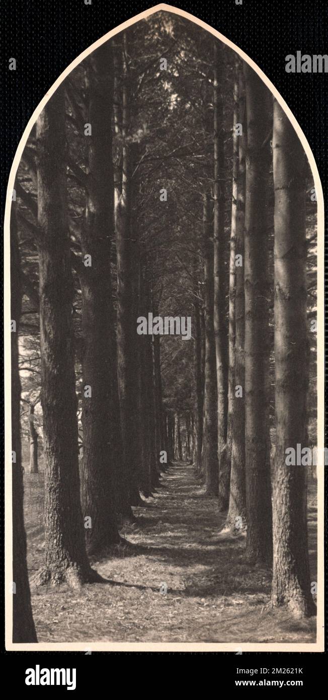 Cathedral walk, North Cemetery , Roads, Trees. Wayland Free Public ...