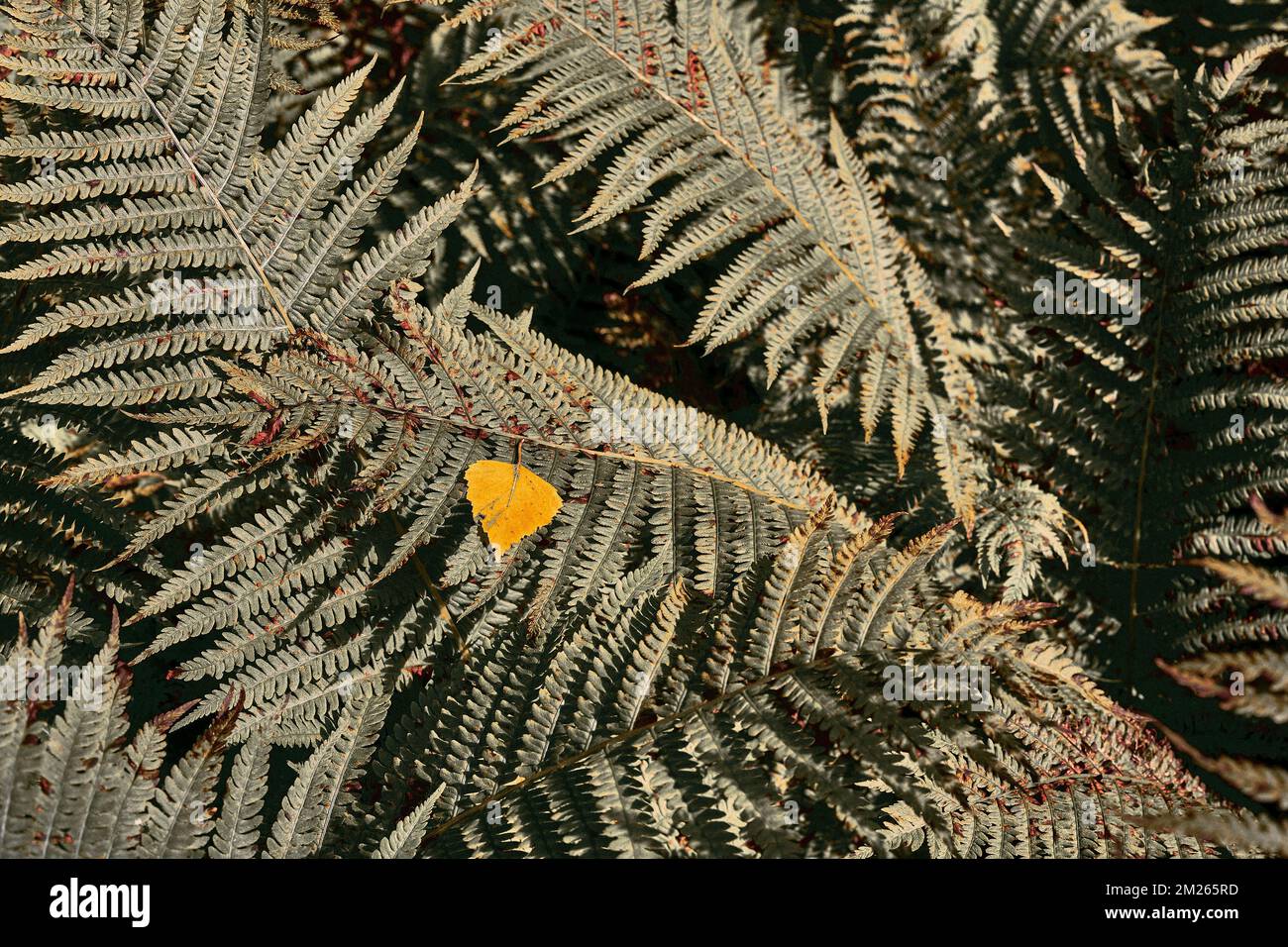 A small yellow leaf on a luscious fern plant under the sunlight on a ...