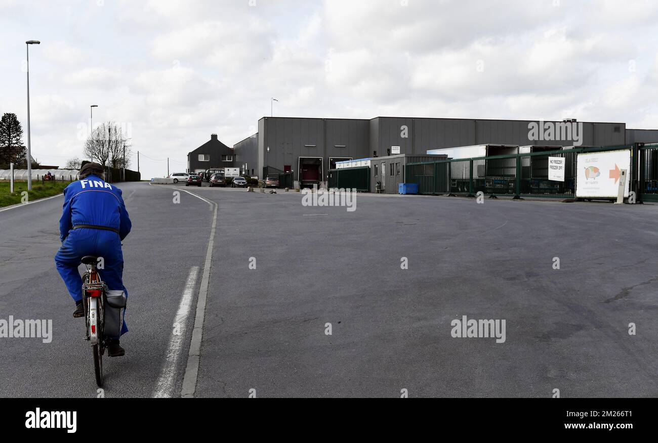 Illustration picture shows the slaughterhouse in Tielt, . Animal Rights ...