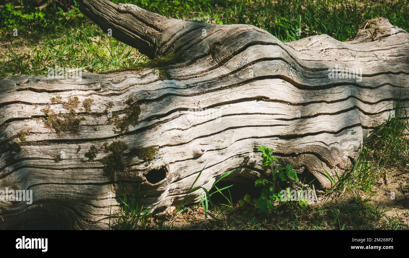 A large trunk of an old tree with moss lies on the ground Stock Photo ...