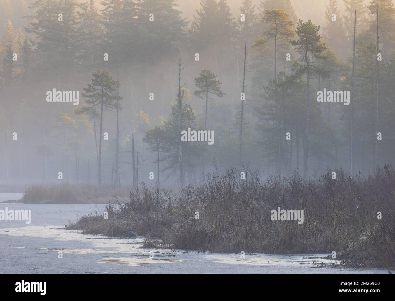 Misty landscape with fir forest. Fog over spruce forest trees at early morning. Spruce trees ...