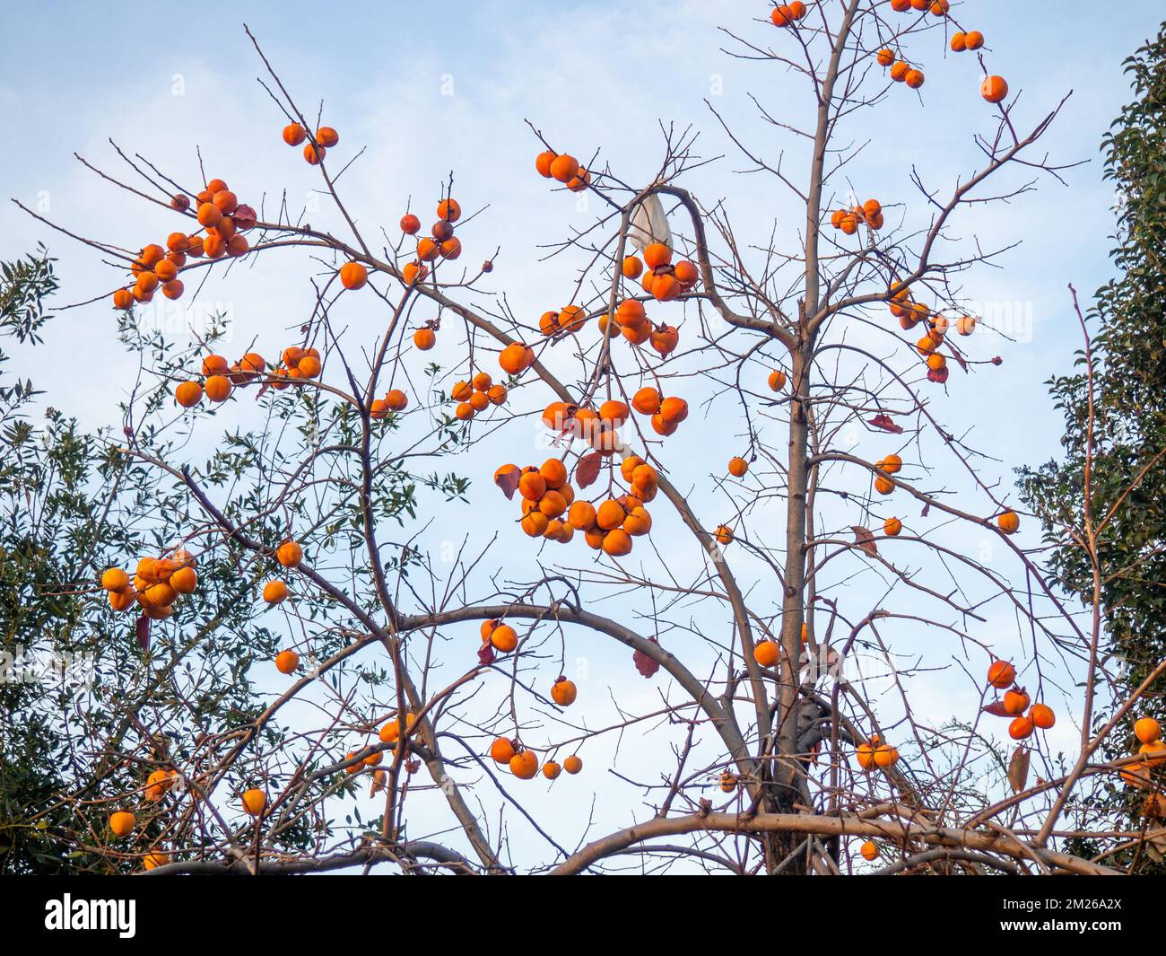 Persimmon on a branch. Fruit on a fallen tree. Autumn fruits. Persimmon ...