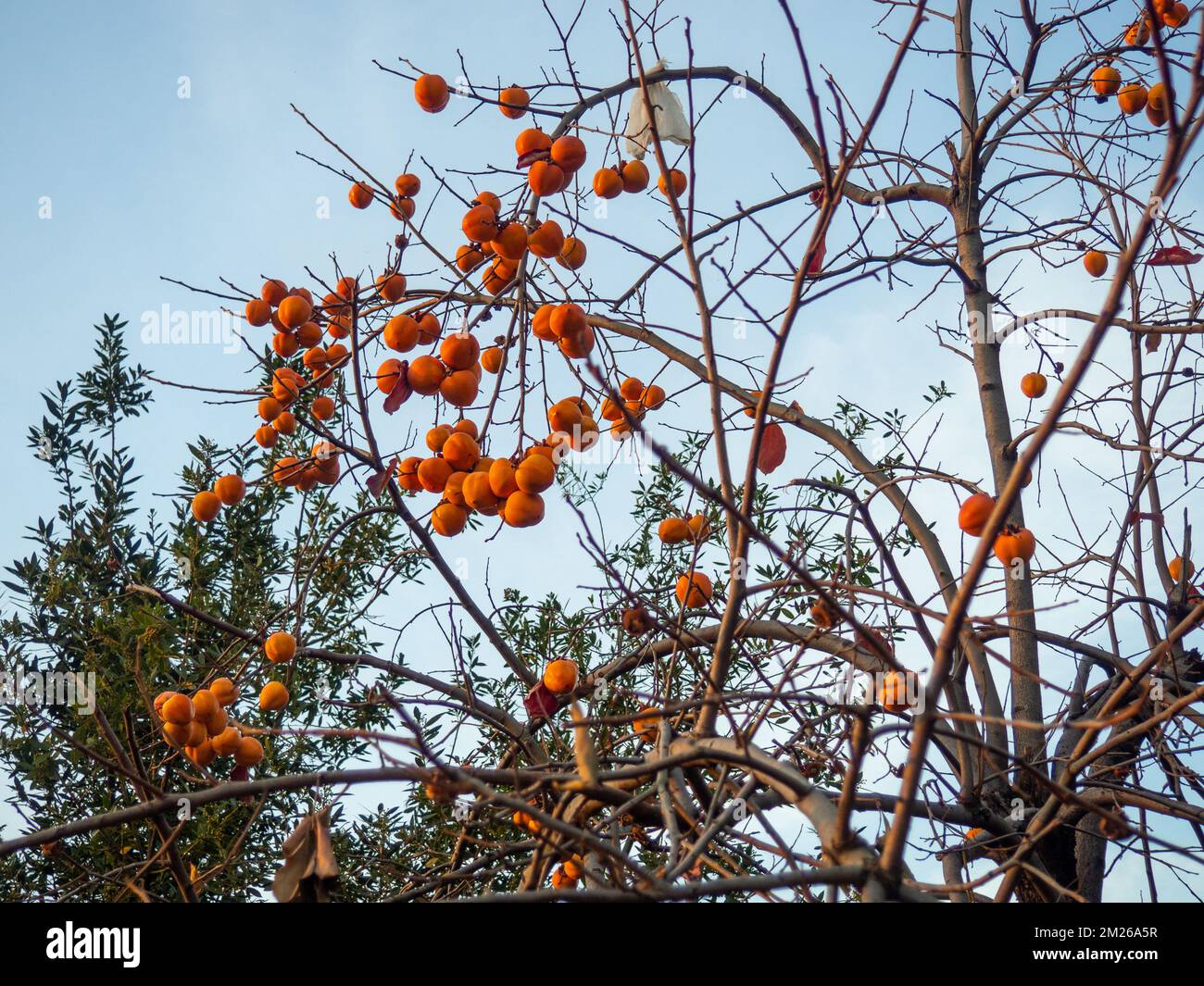 Persimmon on a branch. Fruit on a fallen tree. Autumn fruits. Persimmon ...