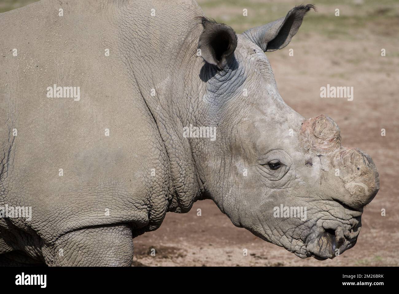 Illustration picture shows a rhino with cut off horn at the Pairi Daiza ...