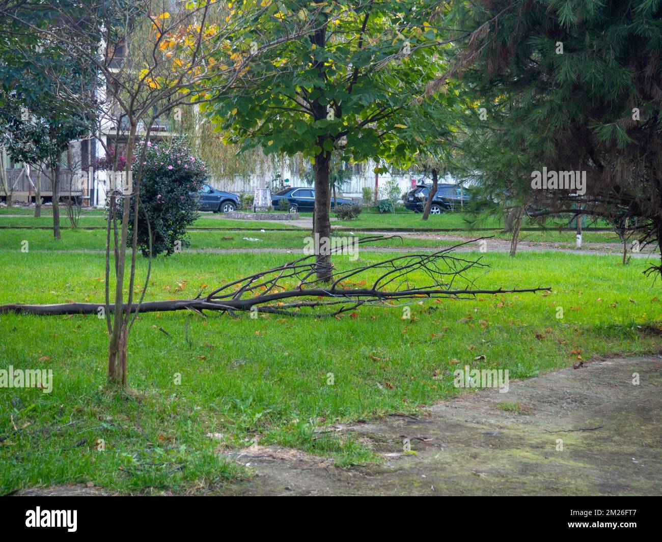 lying thin tree on the grass in the park. Dead tree. park ...