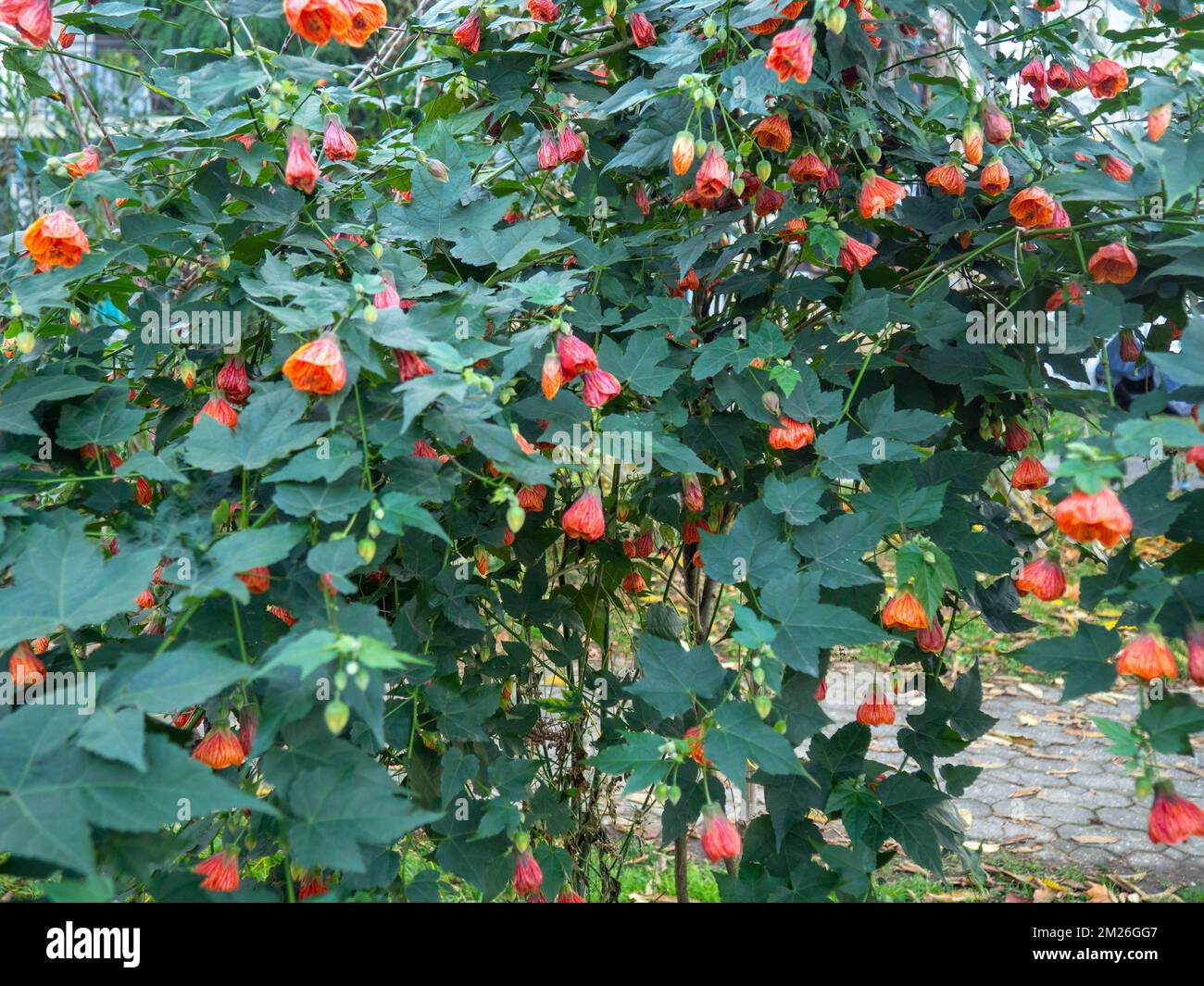 Bush with red flowers in the form of bells. Red beautiful flowers ...