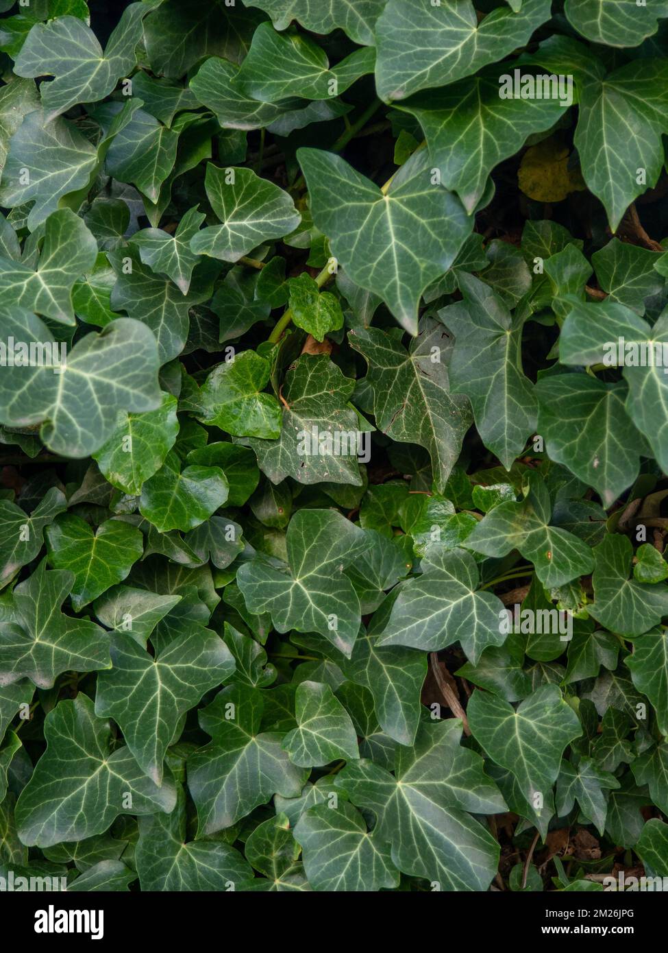Ivy curls around a tree trunk. Bright green ivy leaves. Background from ...