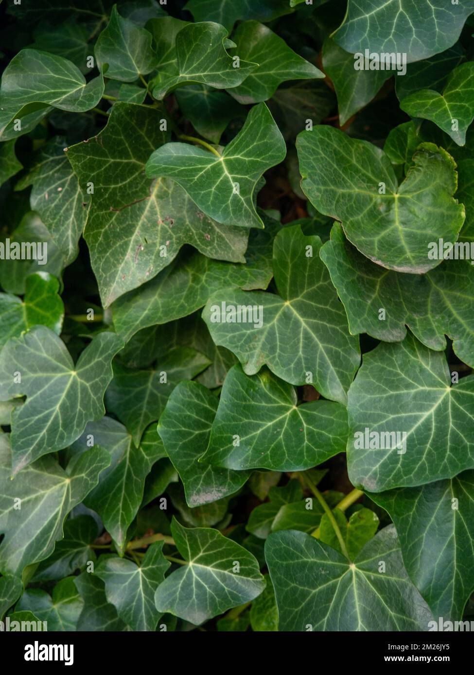 Ivy curls around a tree trunk. Bright green ivy leaves. Background from ...