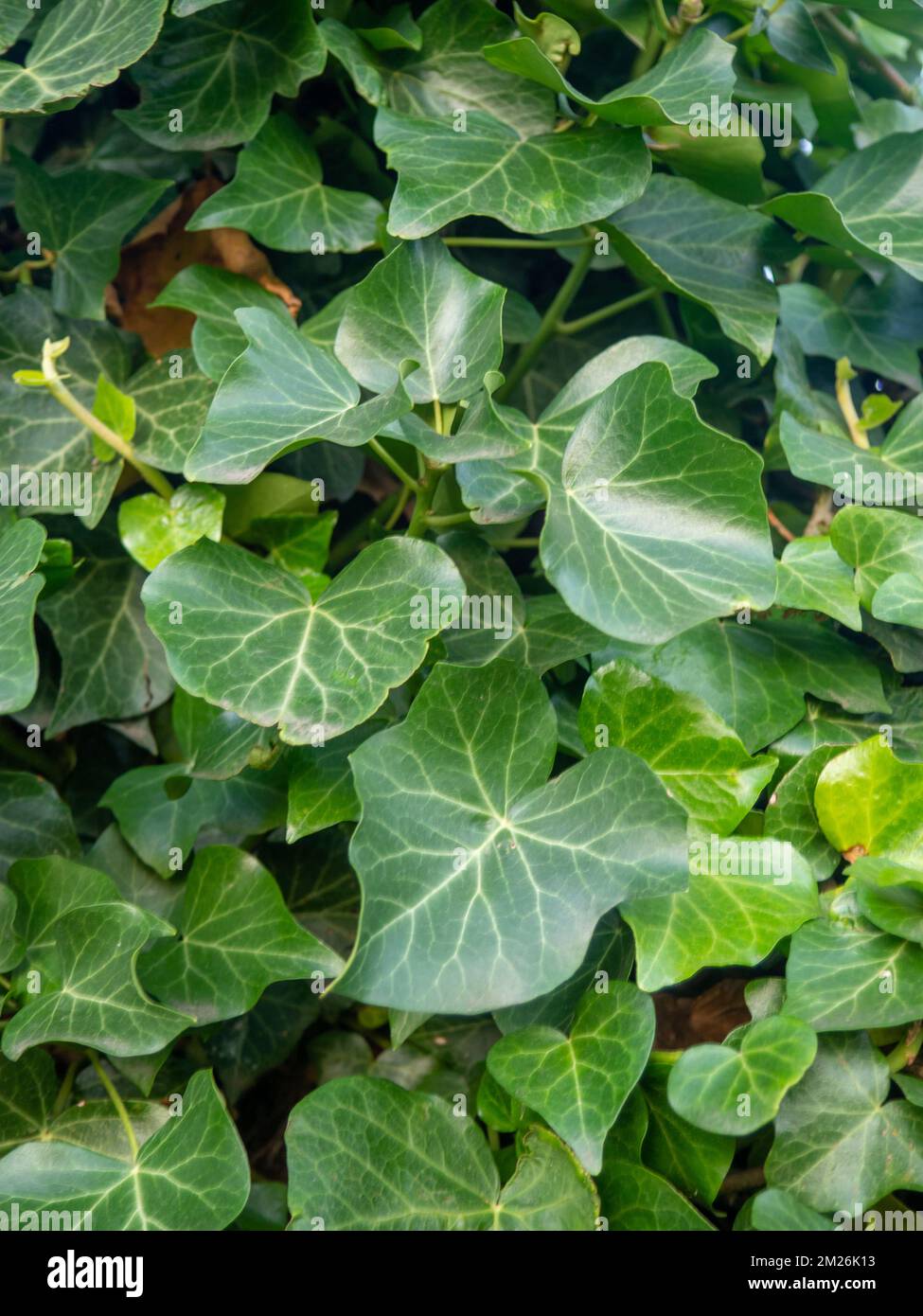 Ivy curls around a tree trunk. Bright green ivy leaves. Background from ...