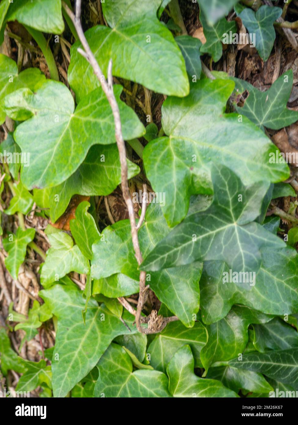 Ivy curls around a tree trunk. Bright green ivy leaves. Background from ...