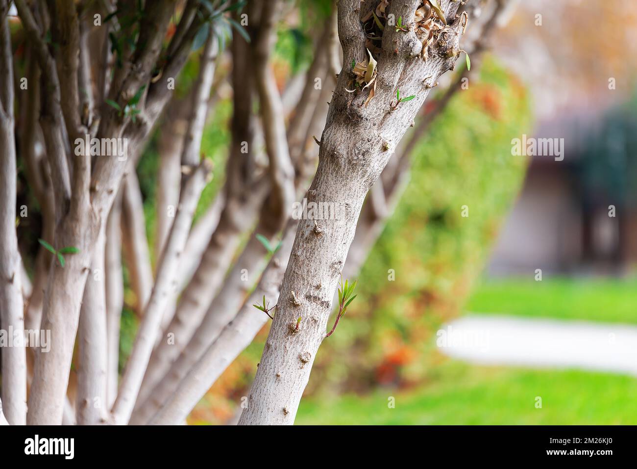 Well-groomed trees in the park, tree composition and tree texture and ...
