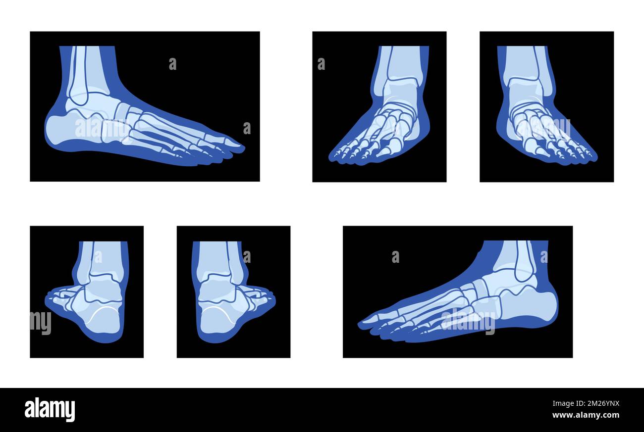 Human Foot Front View