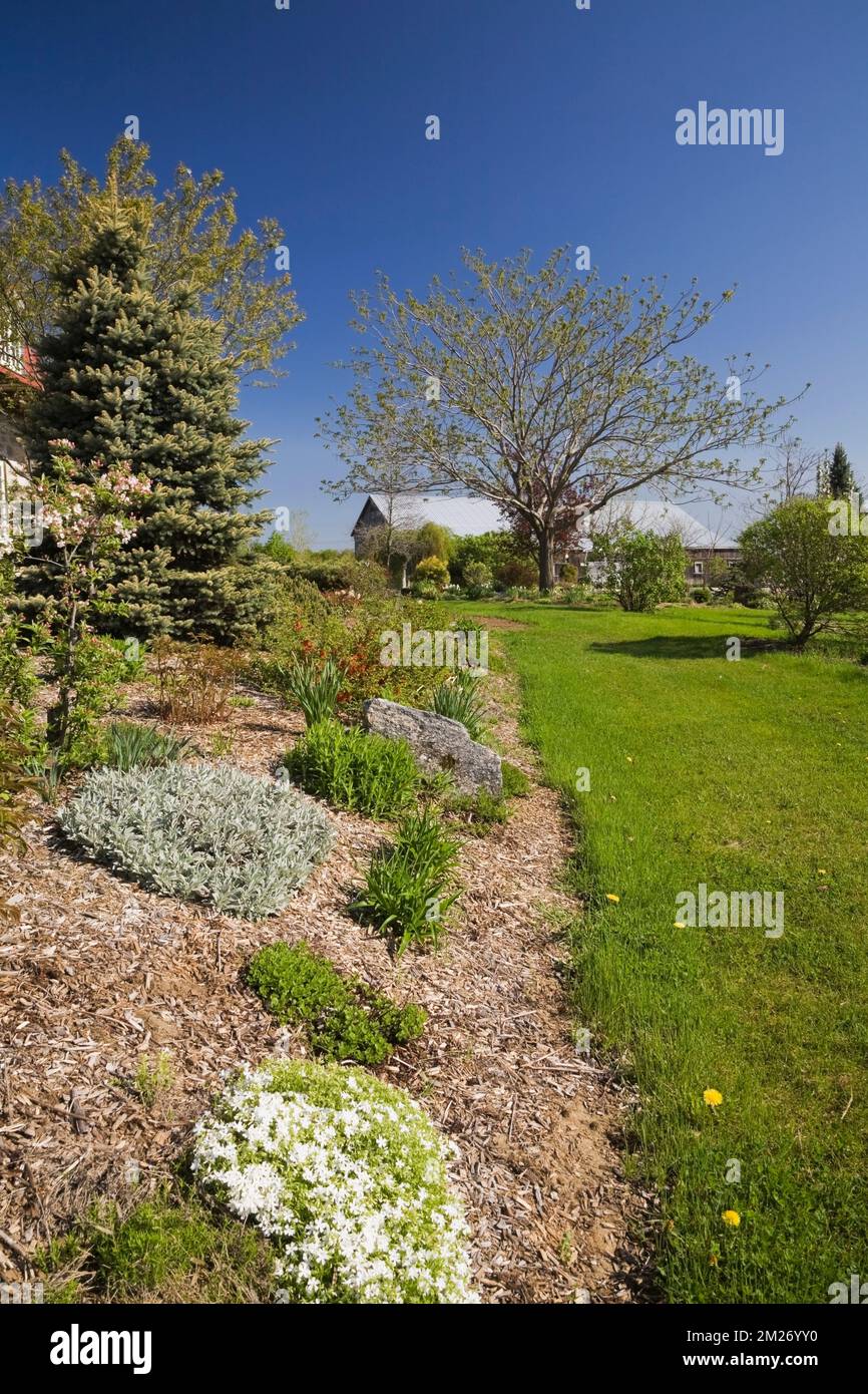 Mulch border in landscaped front yard garden with Juglans - Walnut tree ...