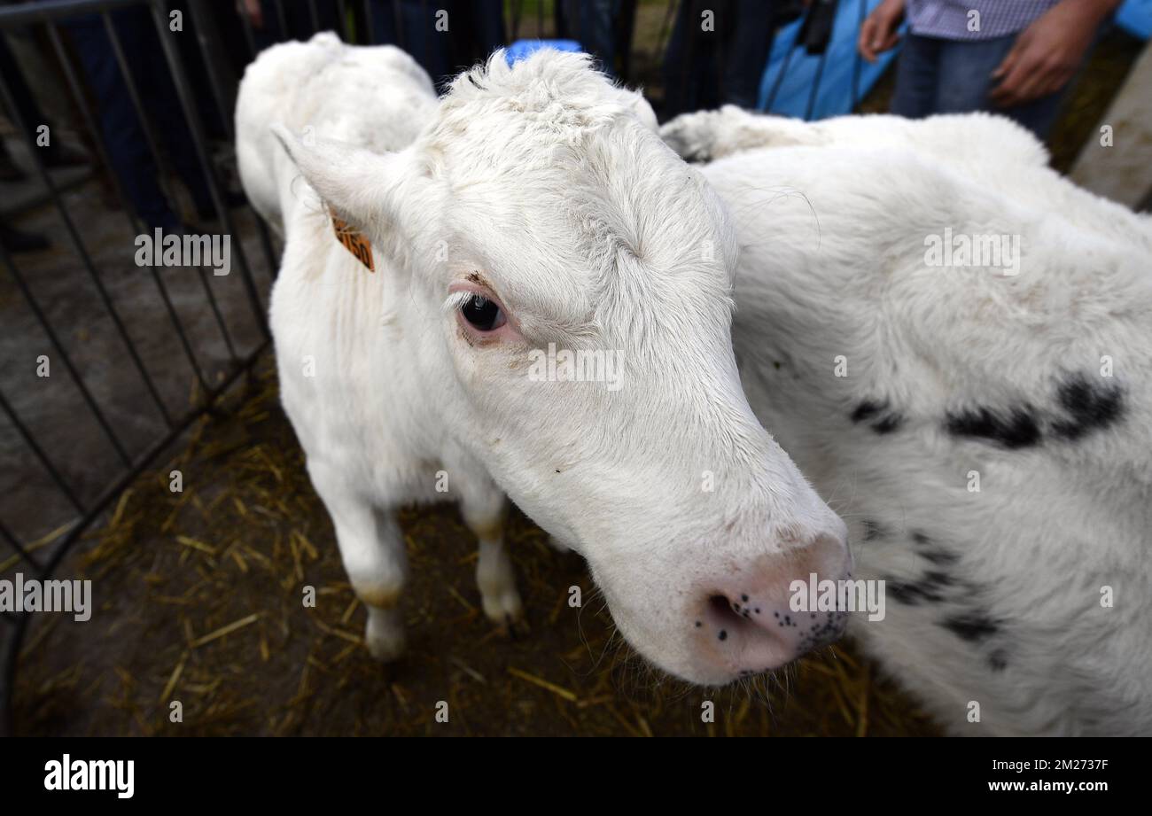 Cows pictured during a visit to a farmer in Corroy-le-grand, Tuesday 16 ...