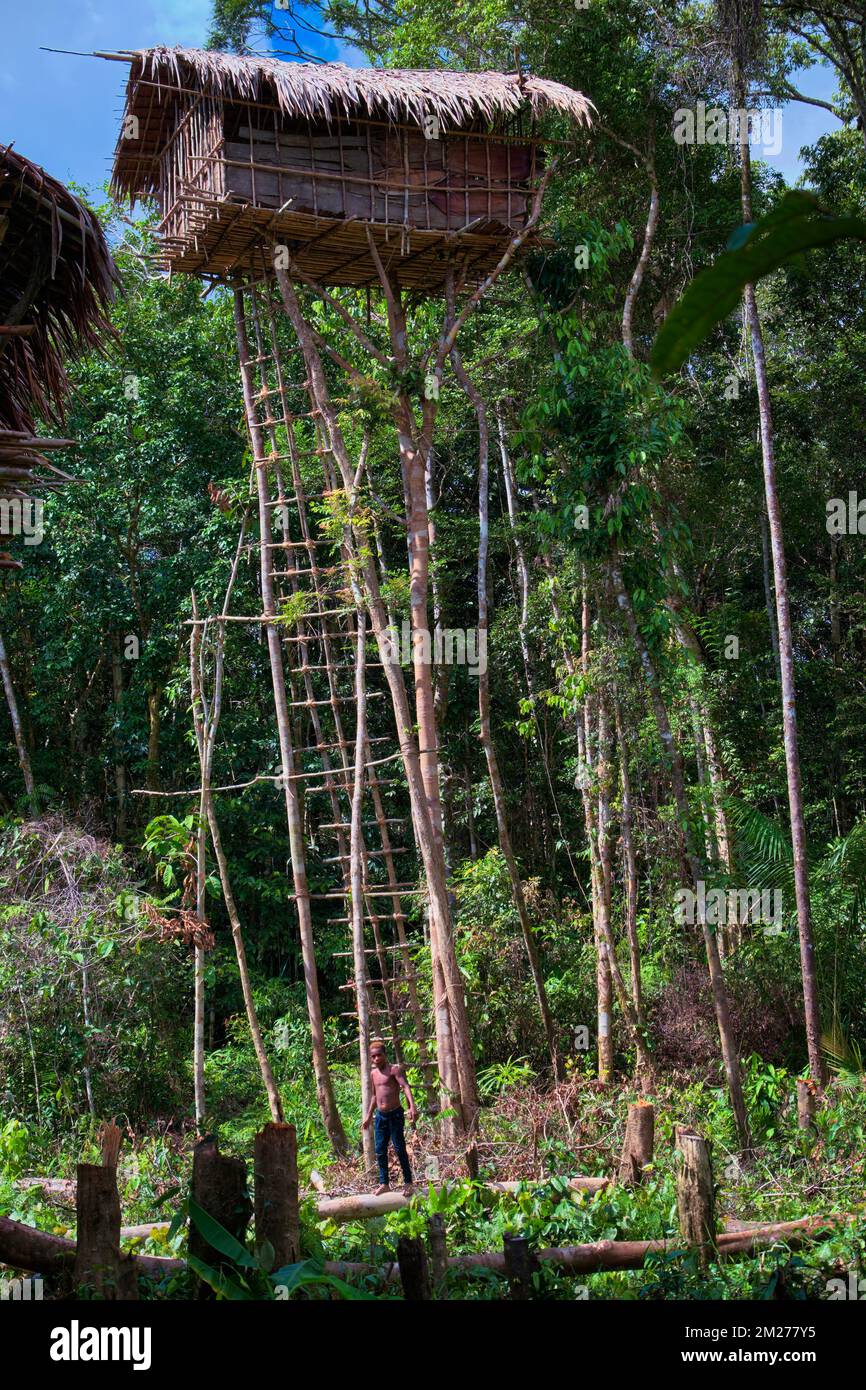 The Korowai tribe, often referred to as the Tree Asmat Tribe because ...