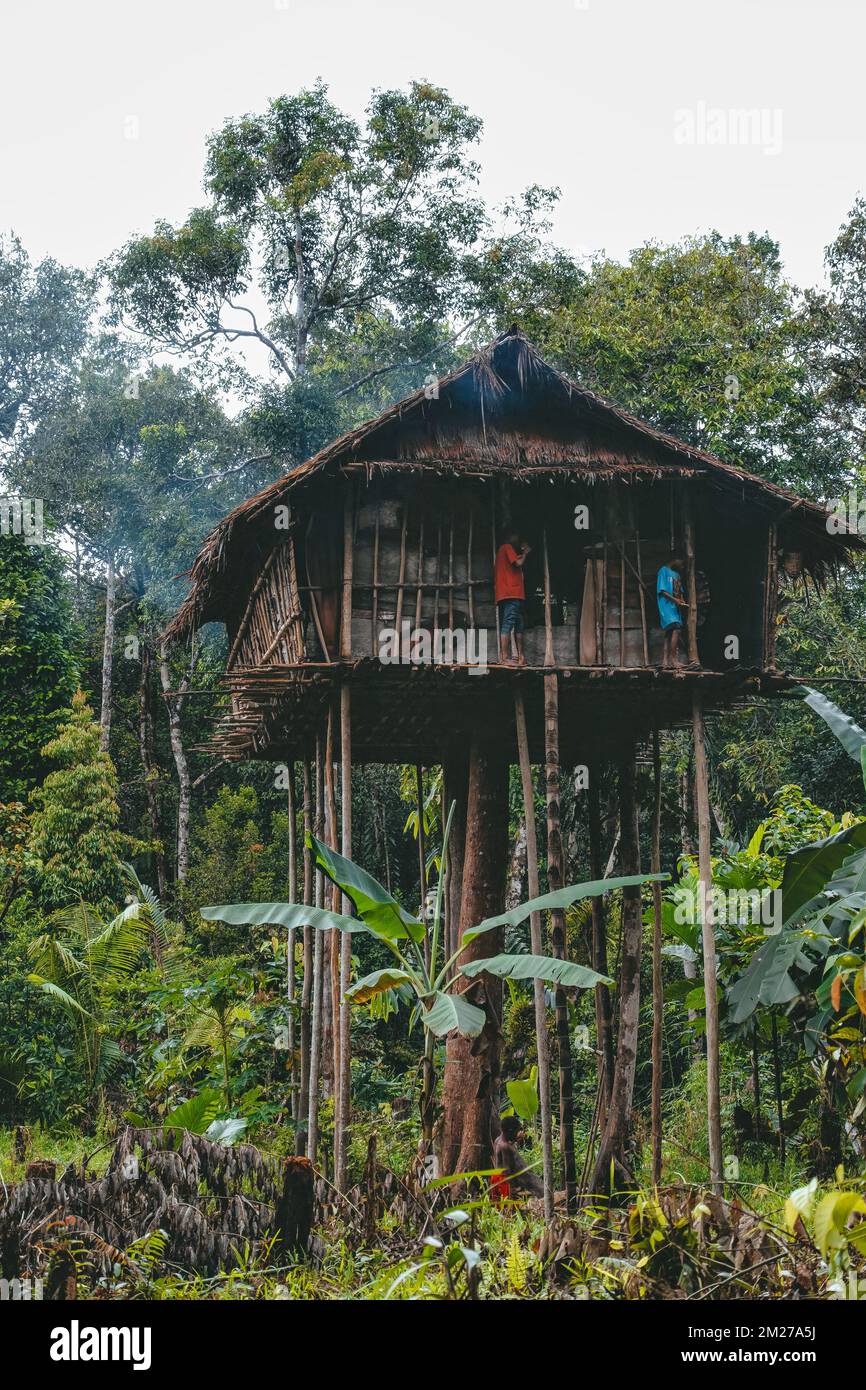 The Korowai tribe, often referred to as the Tree Asmat Tribe because ...