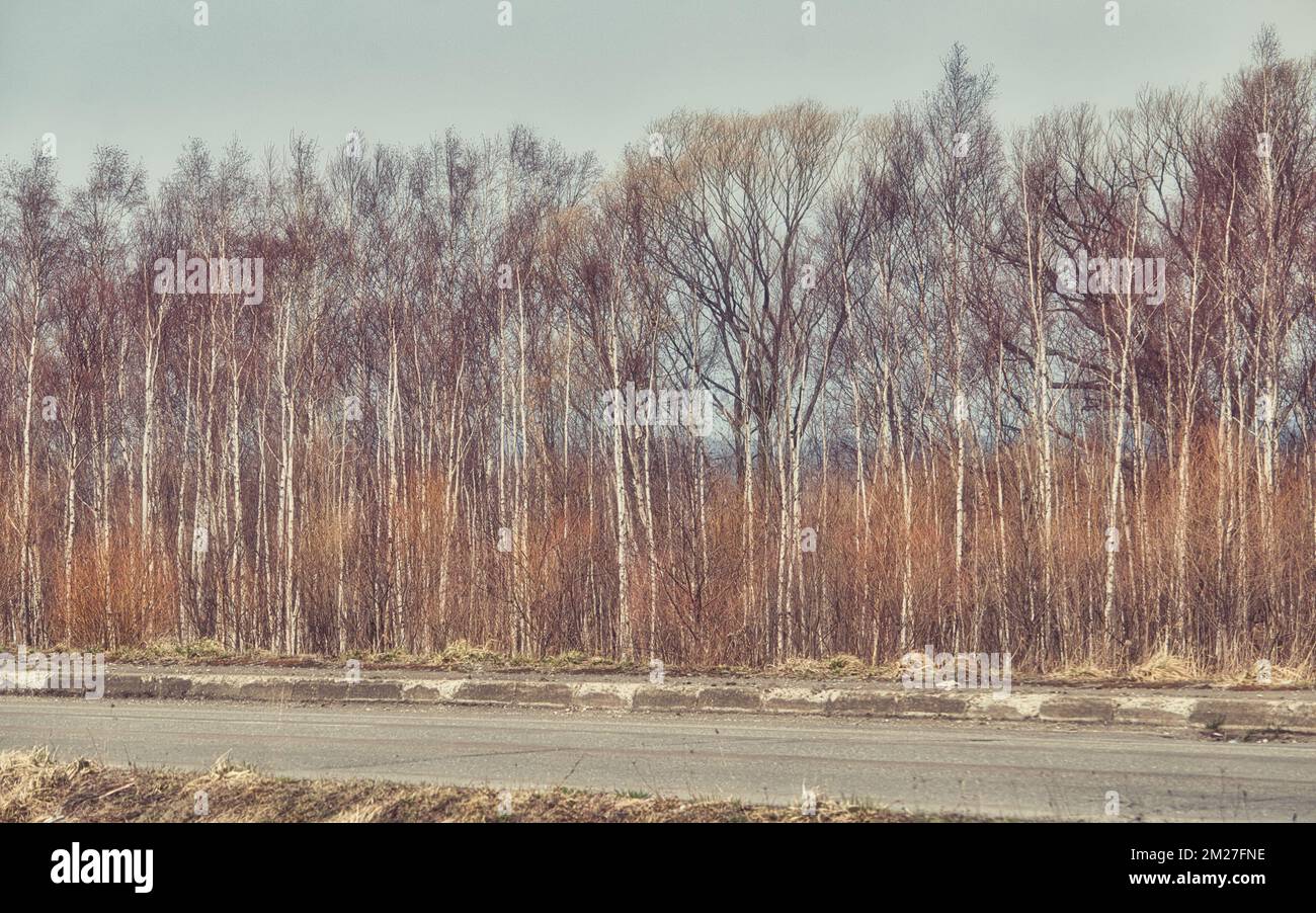 Roadside saplings hi-res stock photography and images - Alamy