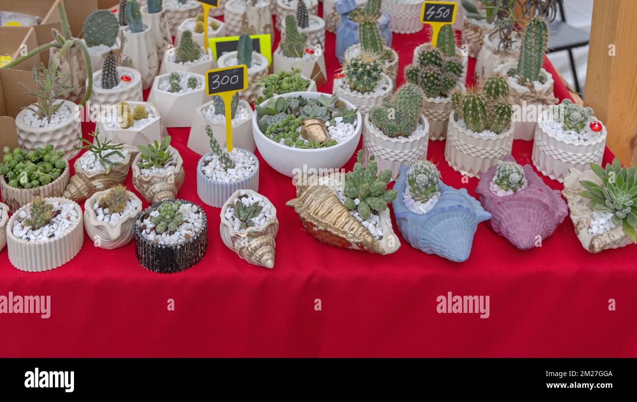 Various Cactus Plants in Pots for Sale at Flowers Market Stock Photo ...
