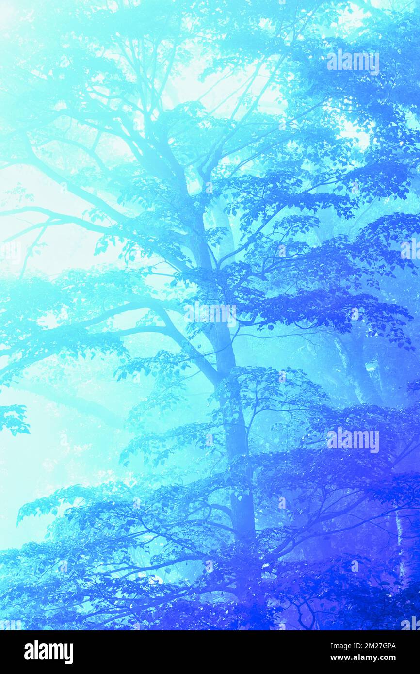 Blue beech trees and morning mist Stock Photo - Alamy