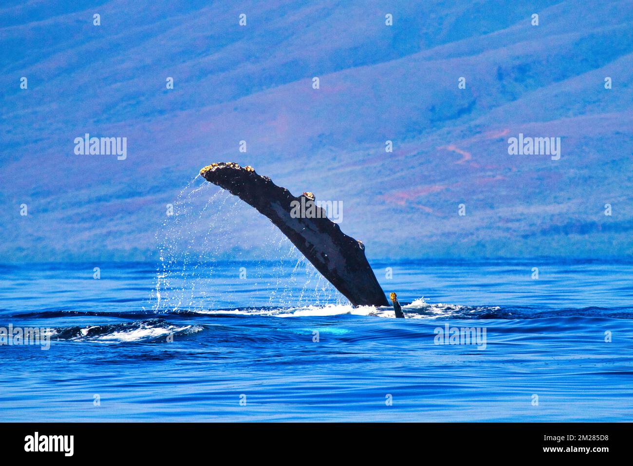 Large humpback whale on its back extending its pectoral fins Stock ...