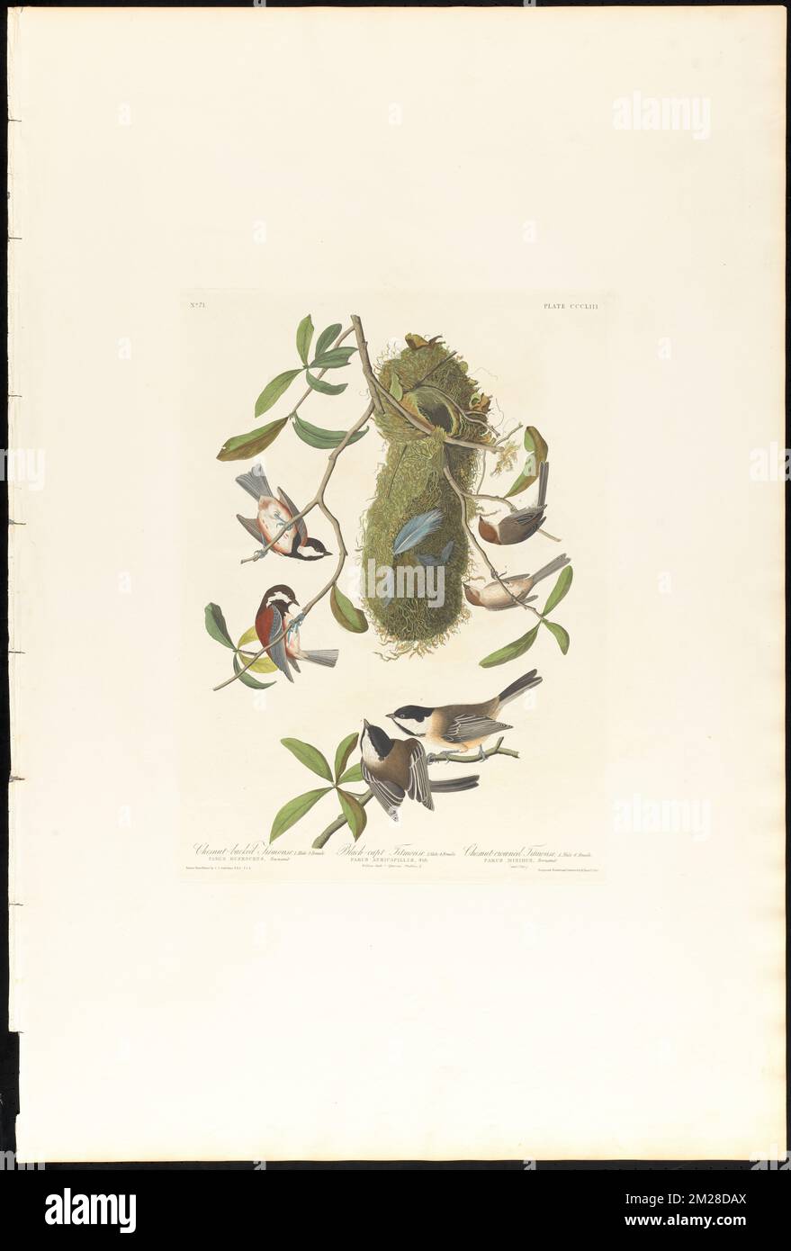 Chestnut backed titmouse hi-res stock photography and images - Alamy