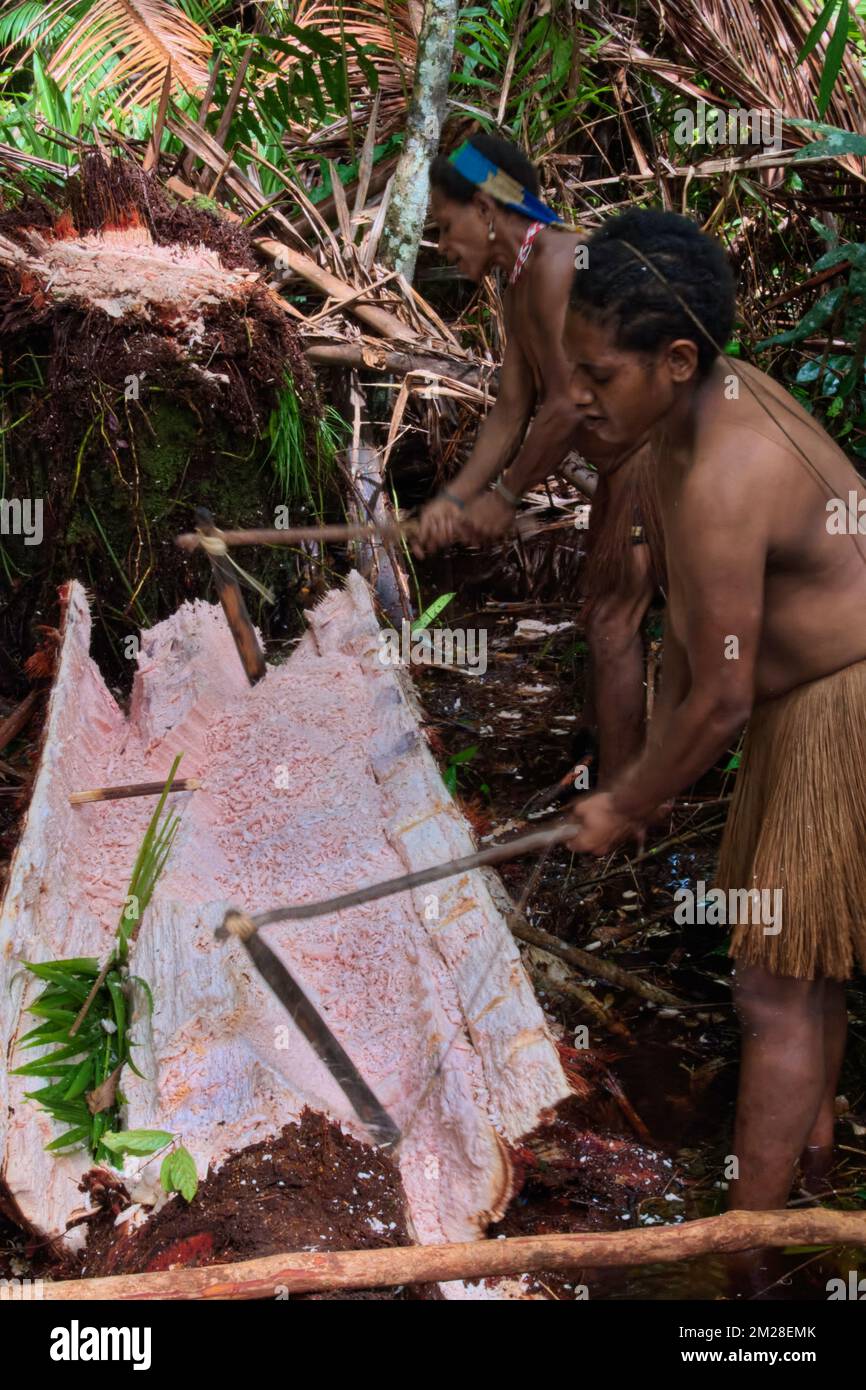 Because their food is sago, harvesting sago in their sago field is ...