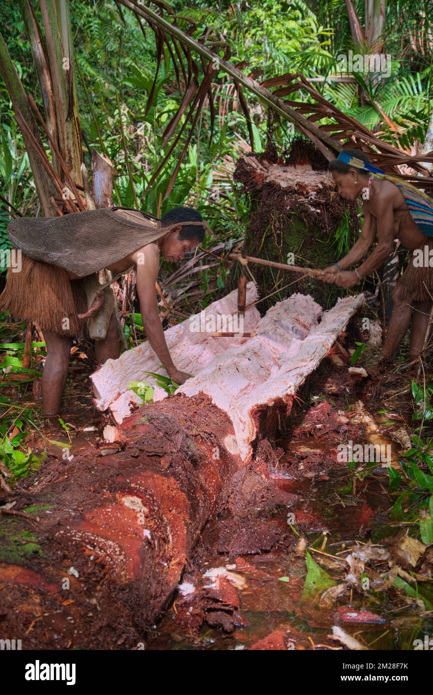 Because their food is sago, harvesting sago in their sago field is ...