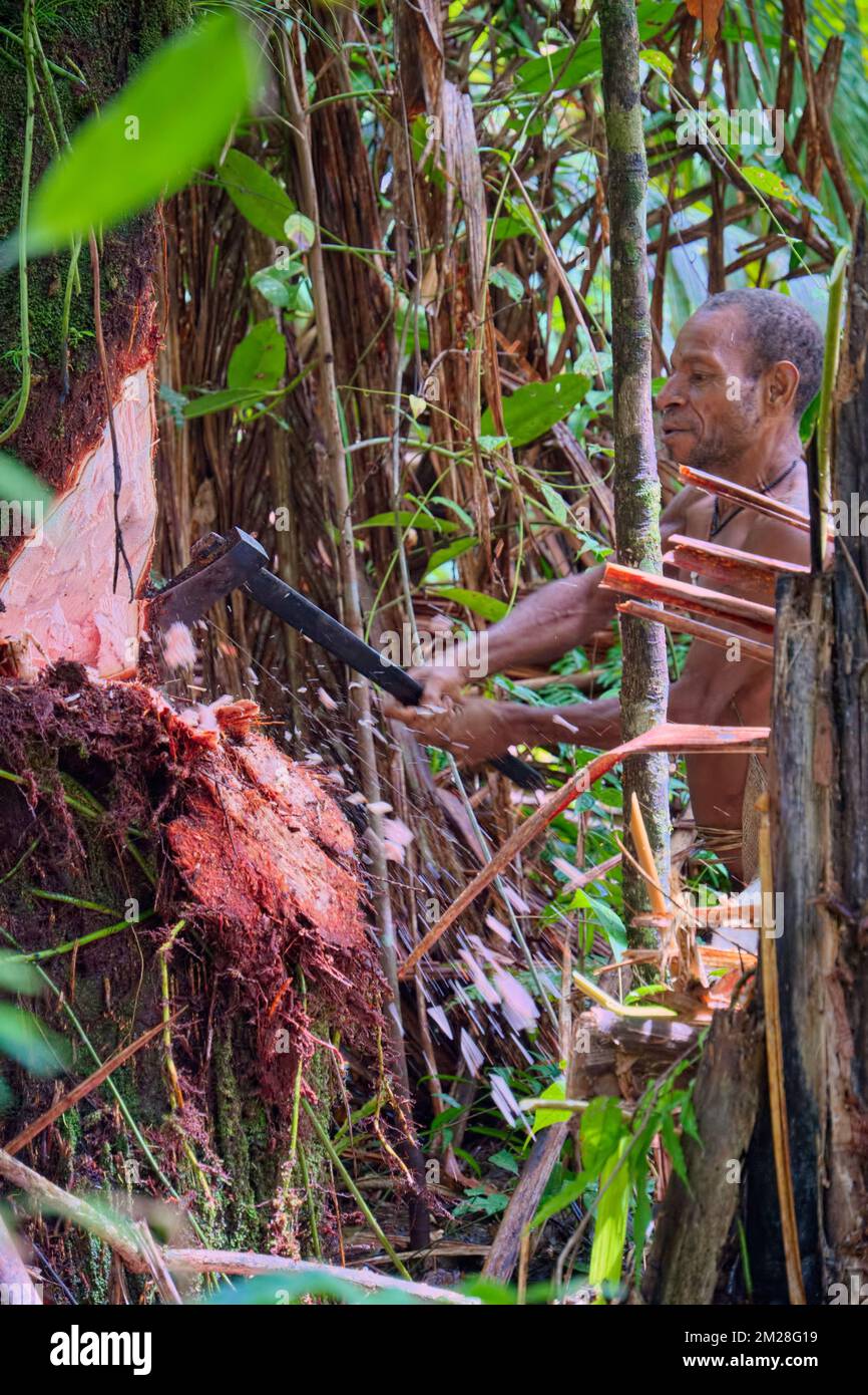 Because their food is sago, harvesting sago in their sago field is ...