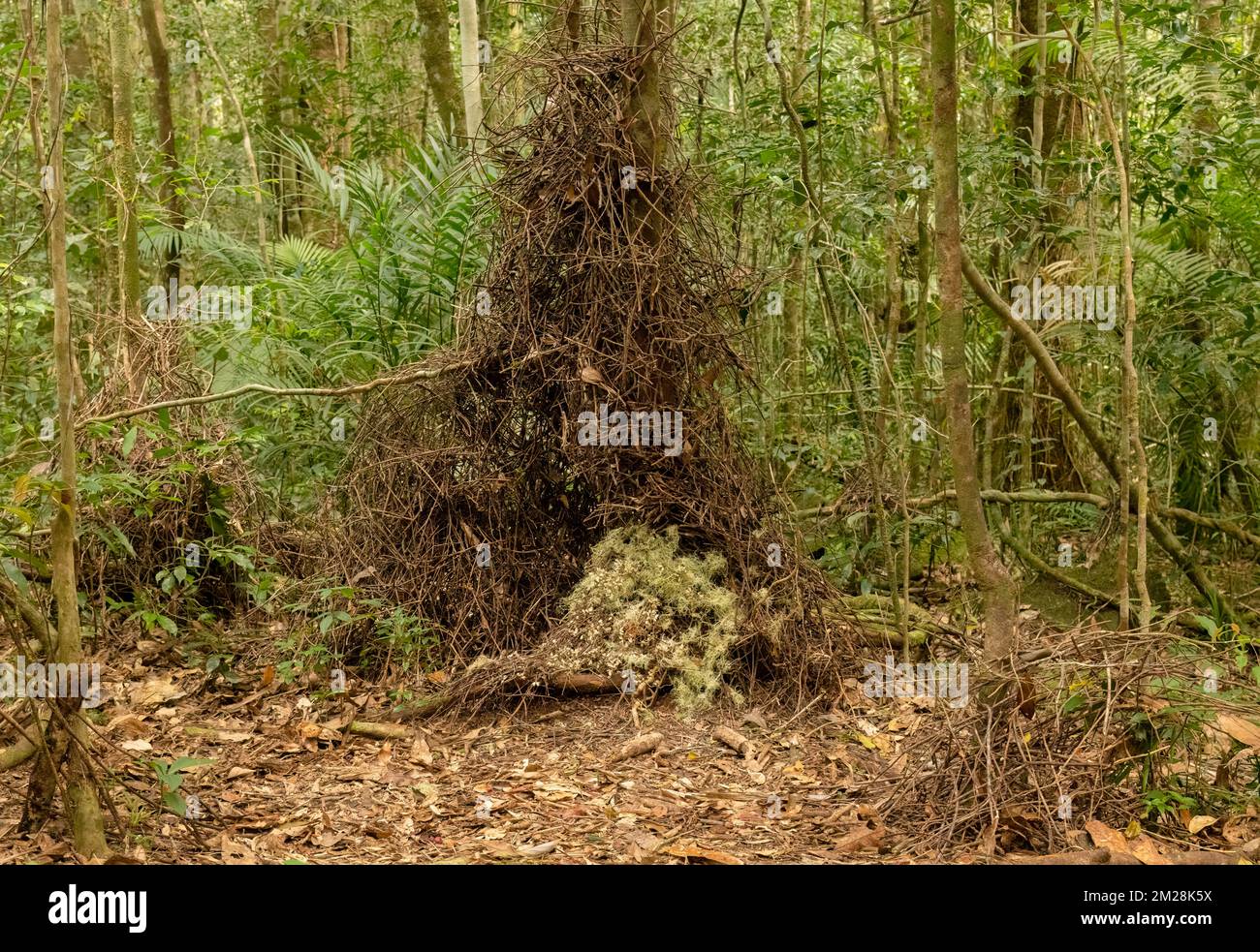 The golden bowerbird (Prionodura newtoniana) often the bowers ...
