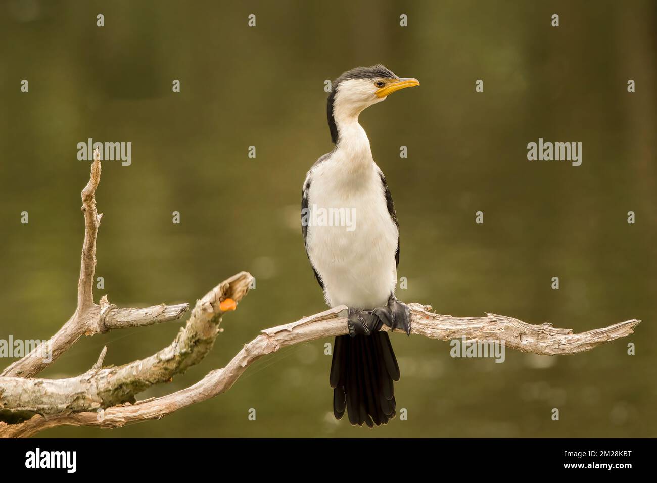 African Tiger Fish Eating Bird