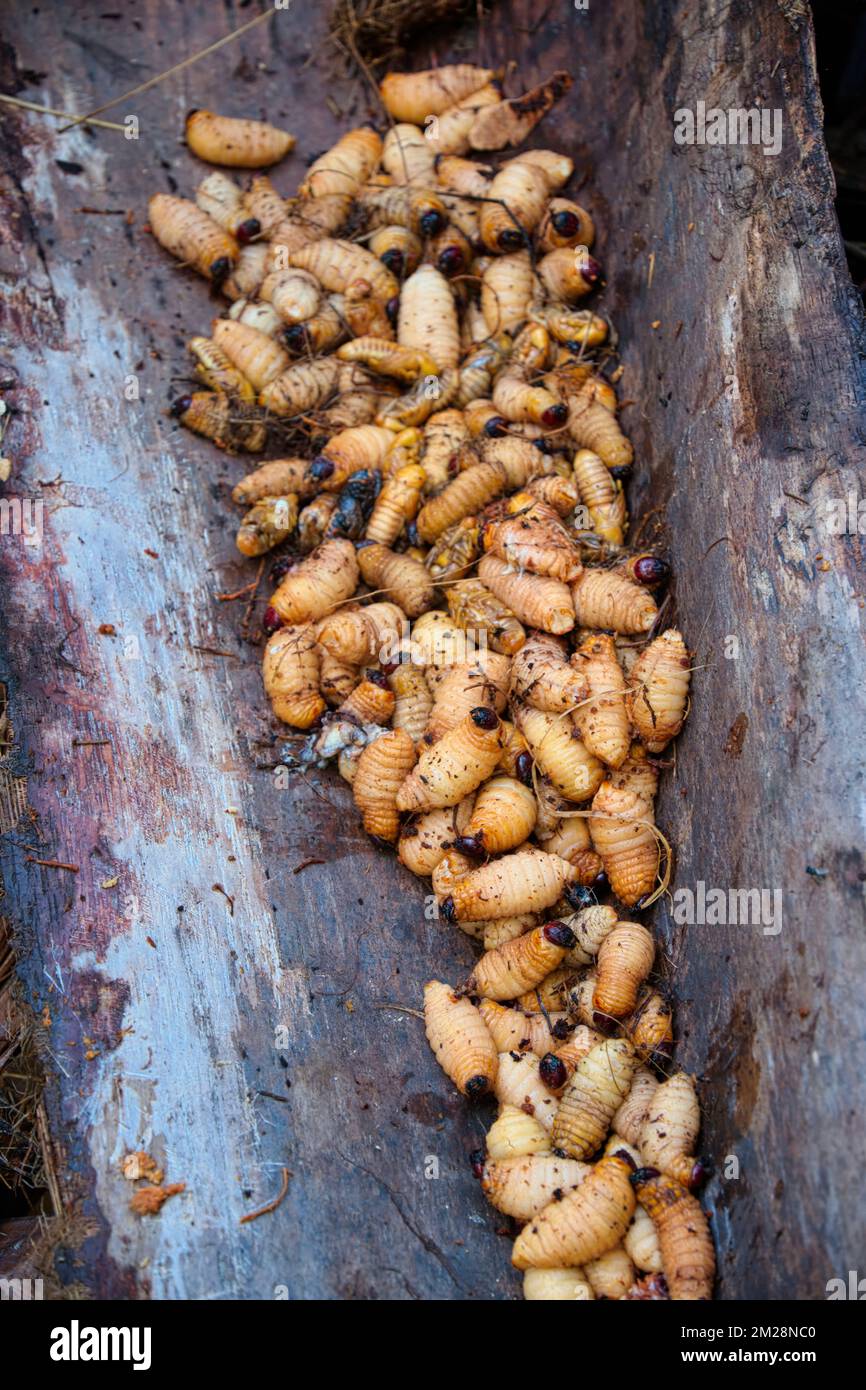 The Korowai tribe, often referred to as the Tree Asmat Tribe because ...