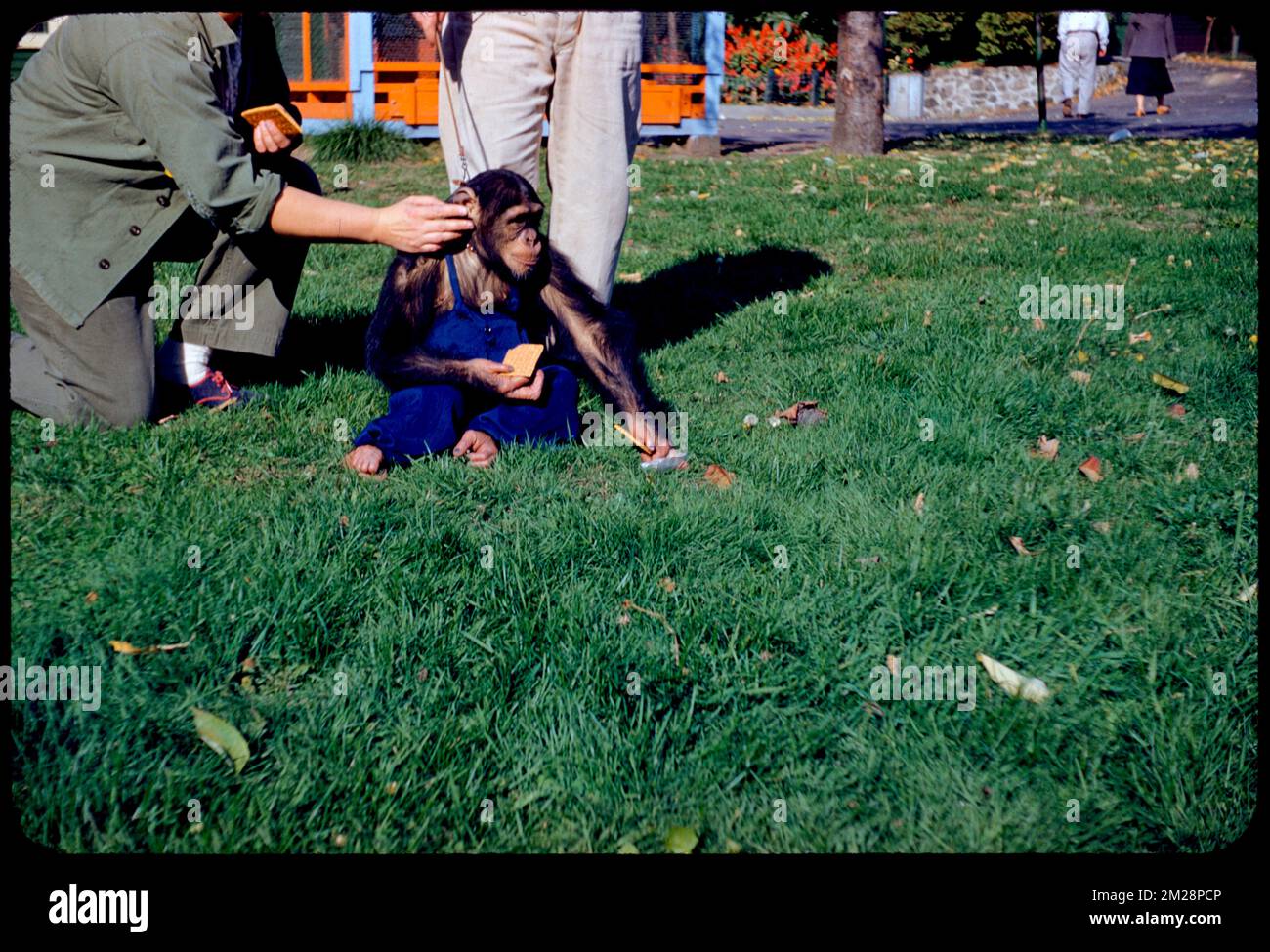 Chimp, Middlesex Zoo , Chimpanzees, Zoos, Zoo animals. Edmund L ...