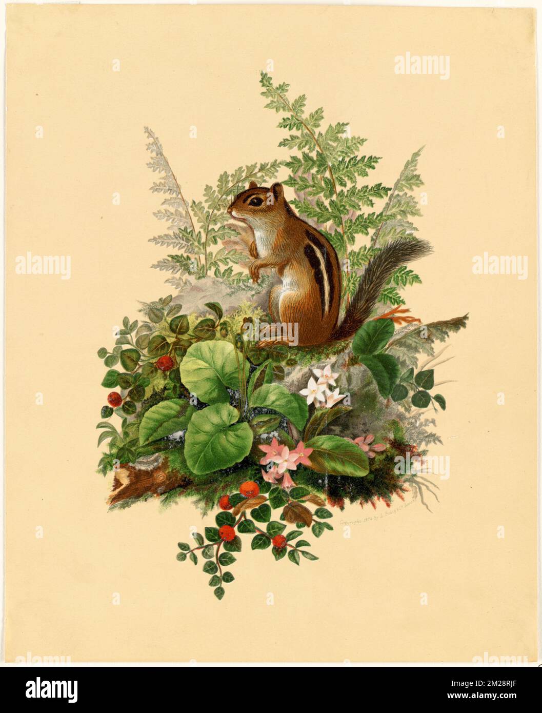 Chipmunk , Chipmunks, Berries, Leaves, Ferns. Louis Prang & Company ...