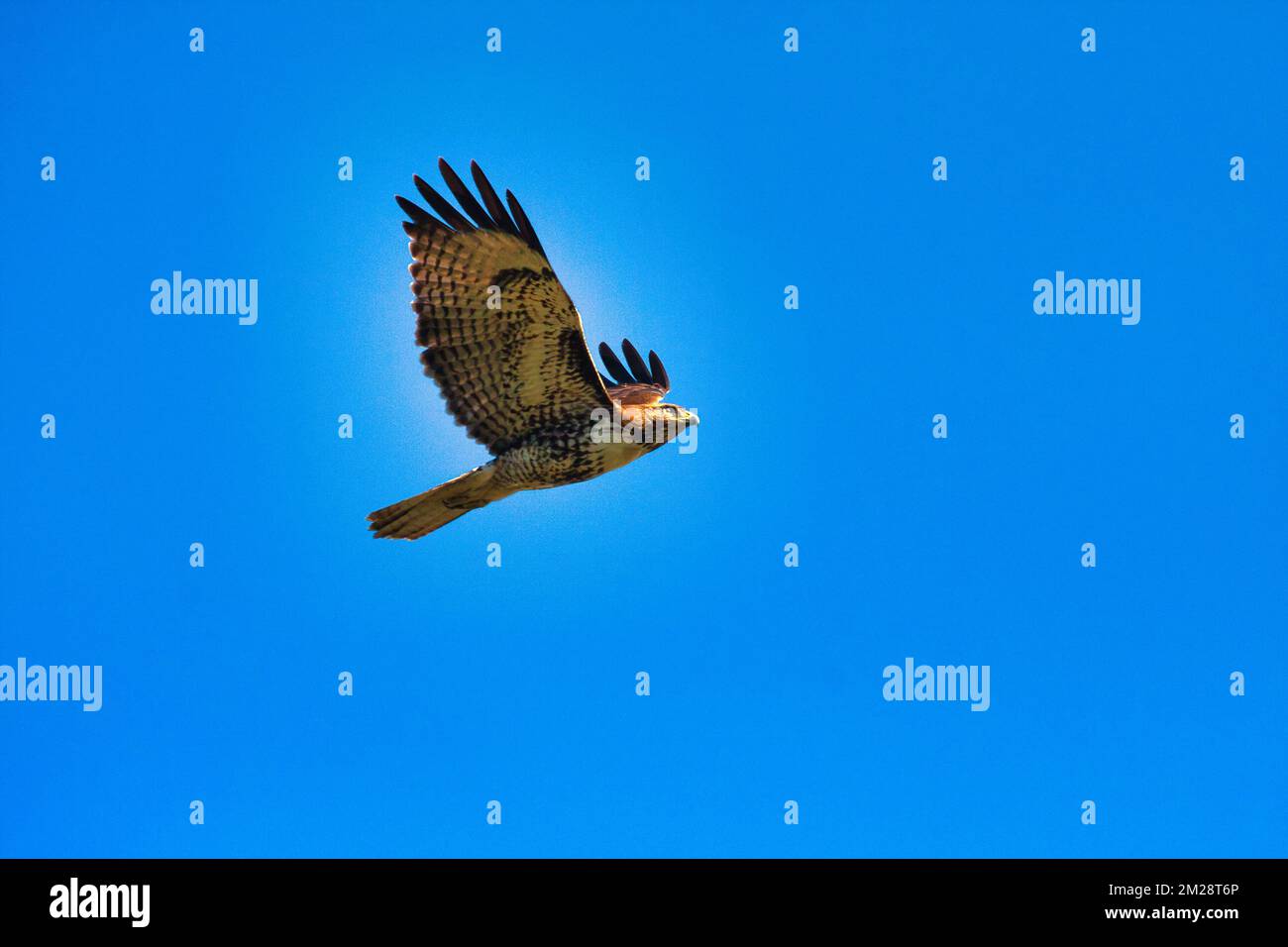 Majestic hawk flying overhead against a bright blue sky Stock Photo - Alamy