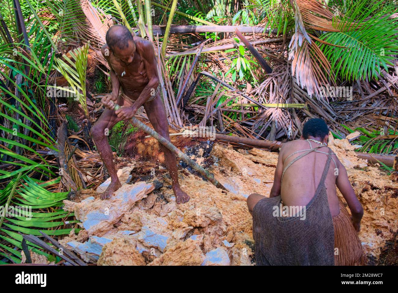 The Korowai tribe, often referred to as the Tree Asmat Tribe because ...