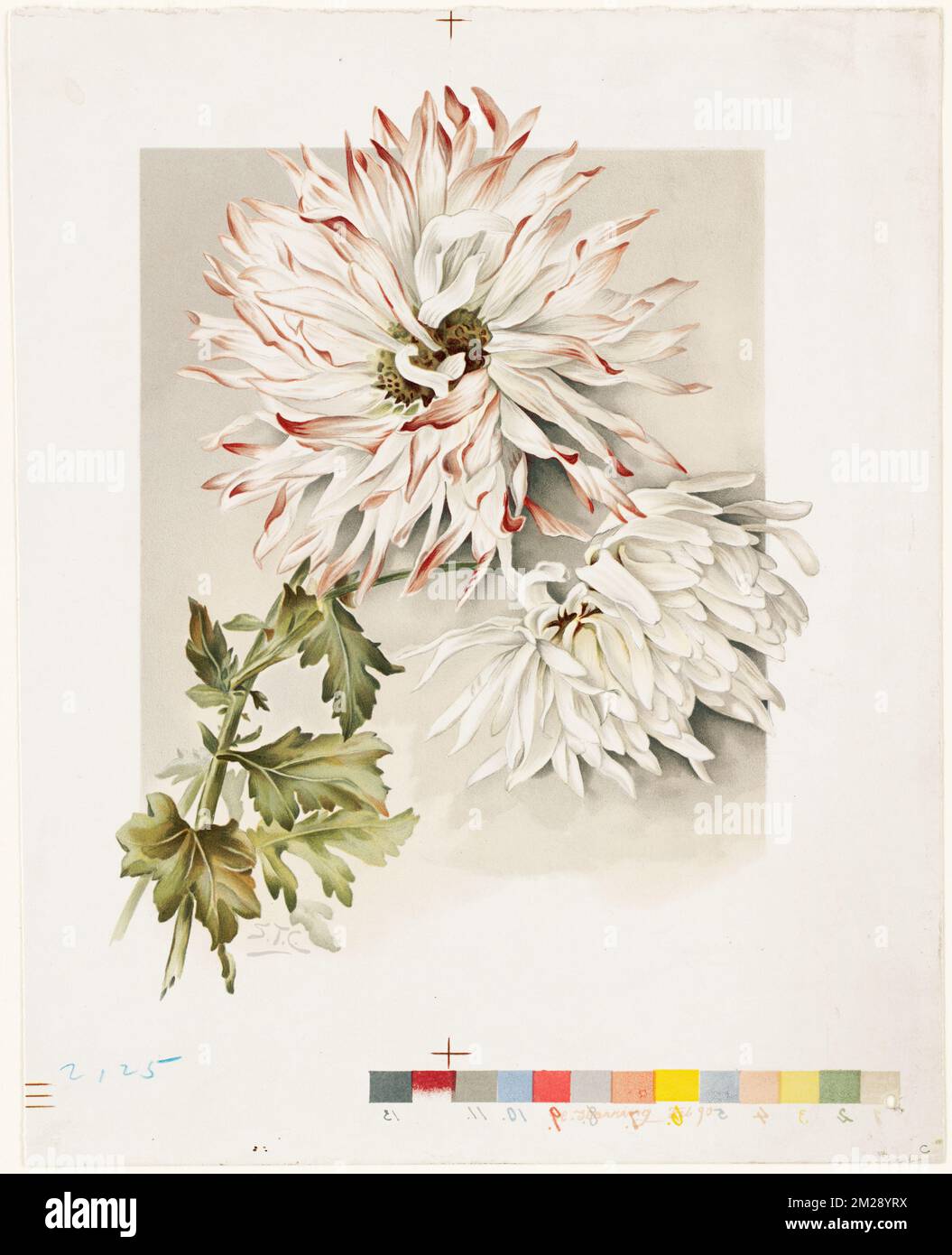 Chrysanthemums , Chrysanthemums. Louis Prang & Company Collection Stock ...