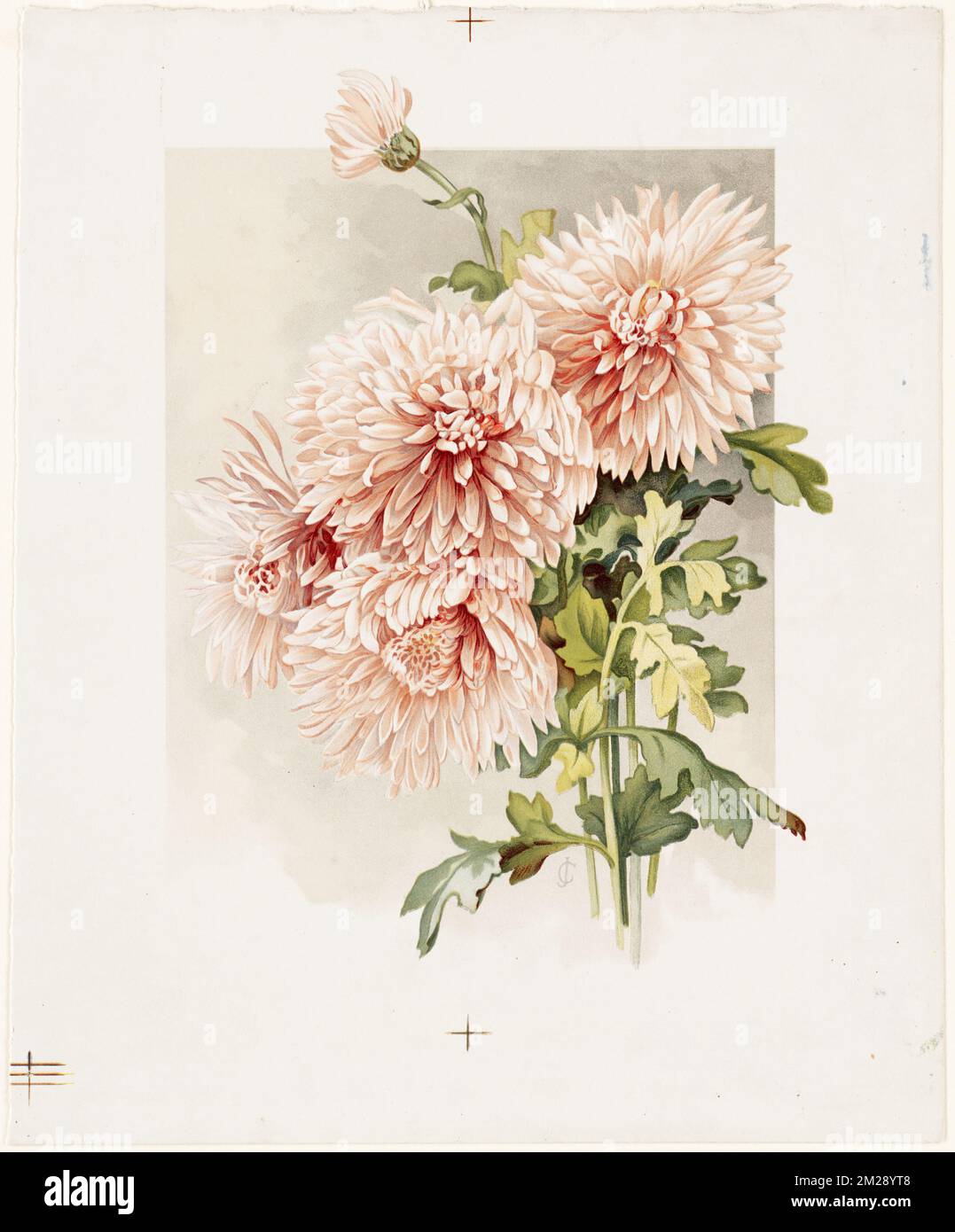 Chrysanthemums , Chrysanthemums. Louis Prang & Company Collection Stock ...