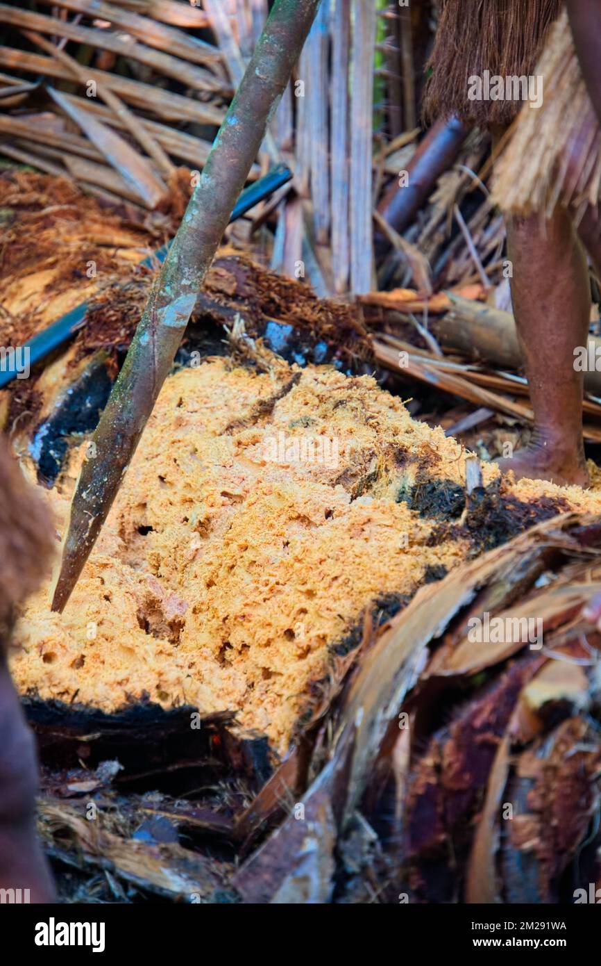 The rotting sago tree contains sago grubs Taken @Gauli village, Korowai ...