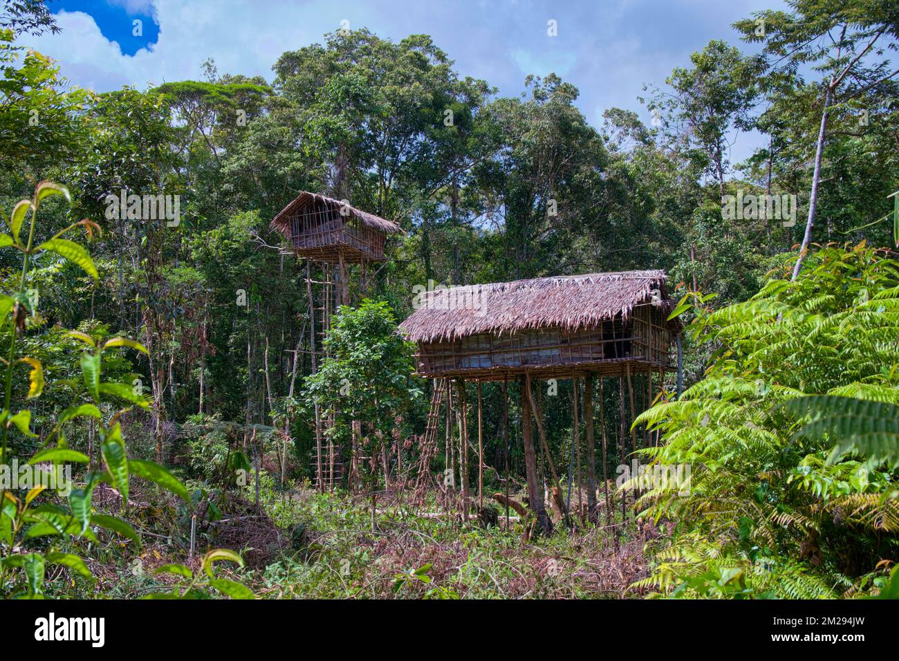 To build a house, a large, sturdy tree was chosen as the main pillar ...