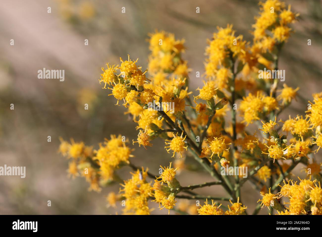 Yellow racemose discoid head inflorescences of Lepidospartum Squamatum ...