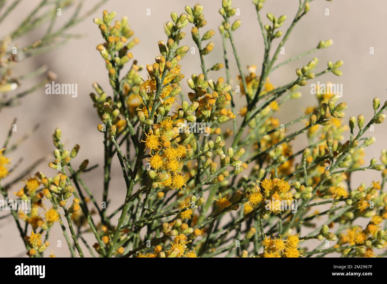 Yellow racemose discoid head inflorescences of Lepidospartum Squamatum ...