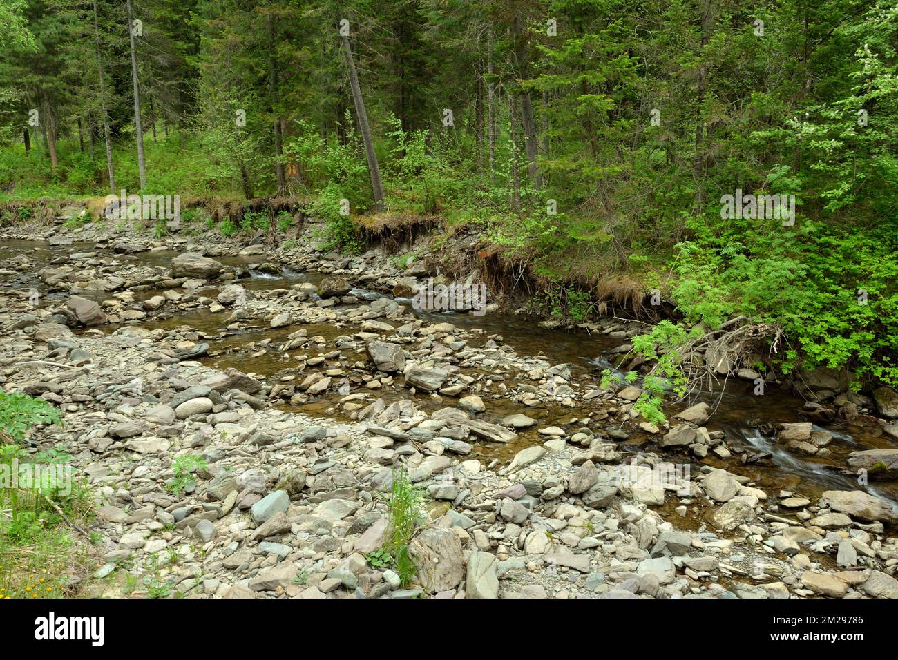 Rocky bed of a mountain stream flowing along a dense coniferous forest ...