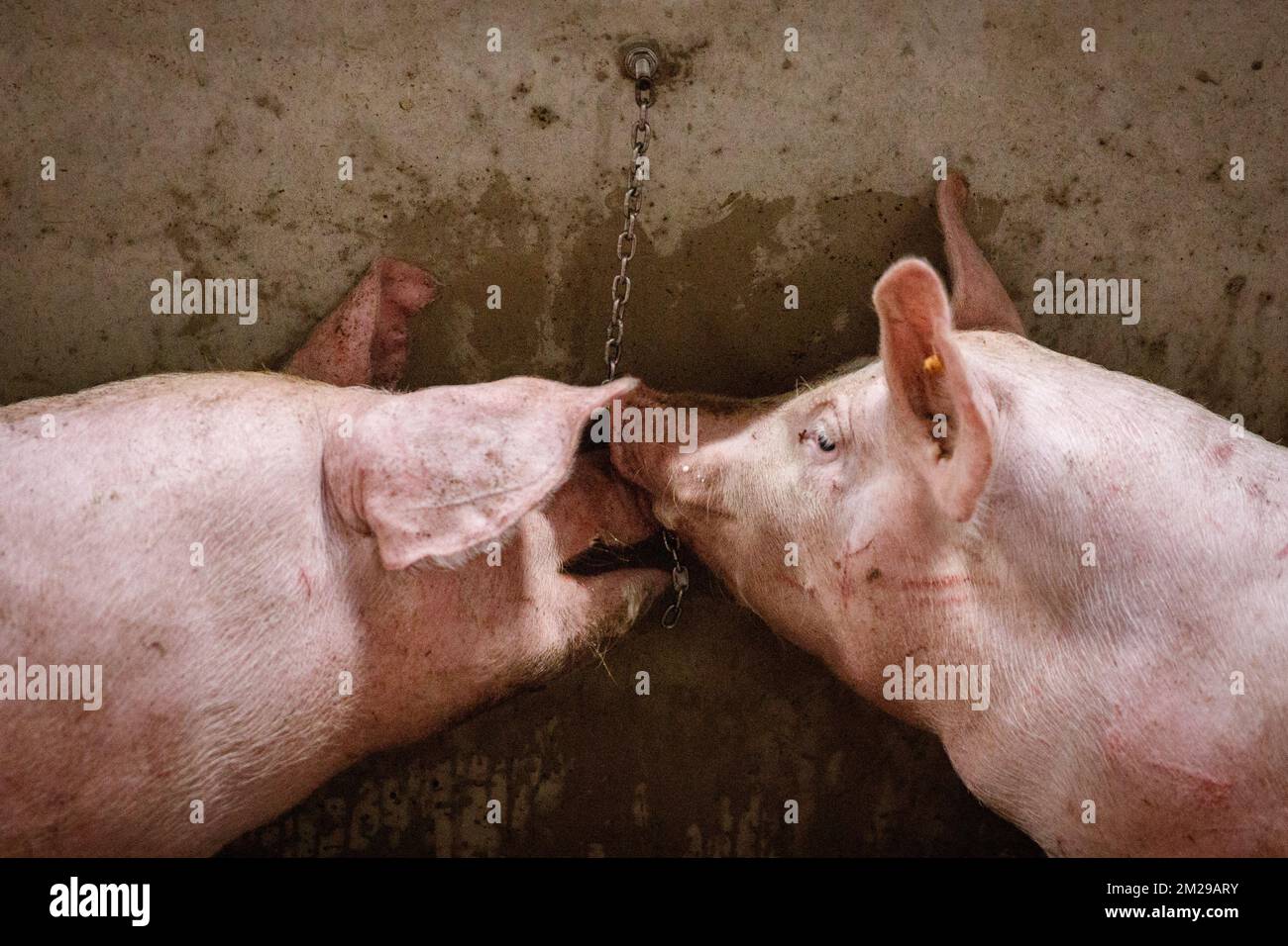 Illustration picture shows a press conference of the 'Exportslachthuis ...